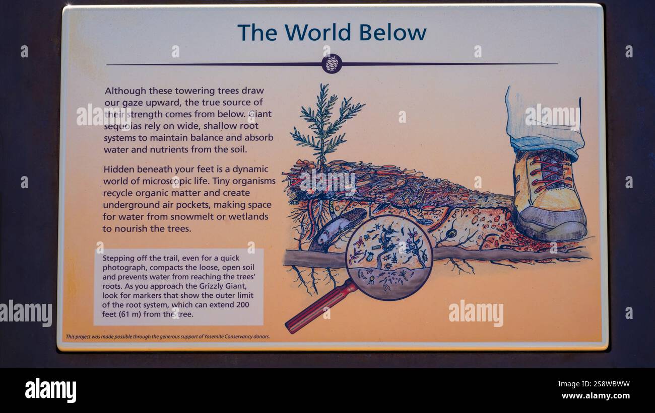 Giant Sequoia interpretive sign at Mariposa Grove, Yosemite National ...