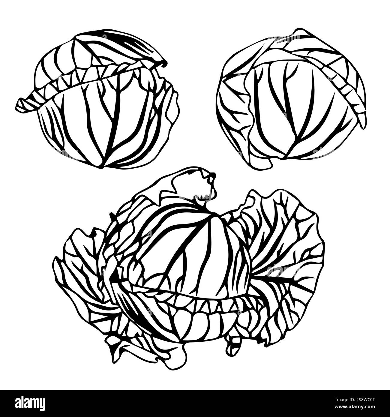 Large set of cabbage heads. Doodle style. Vector illustration isolated ...