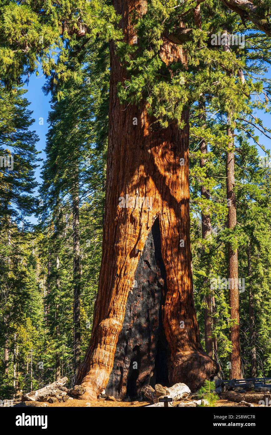 The Grizzly Giant Sequoia tree at Mariposa Grove, Yosemite National ...