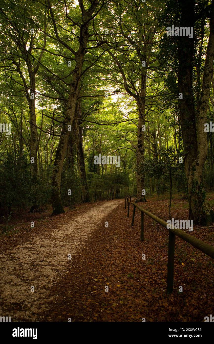 A scenic hiking trail through the dark and mysterious Umbra Forest ...