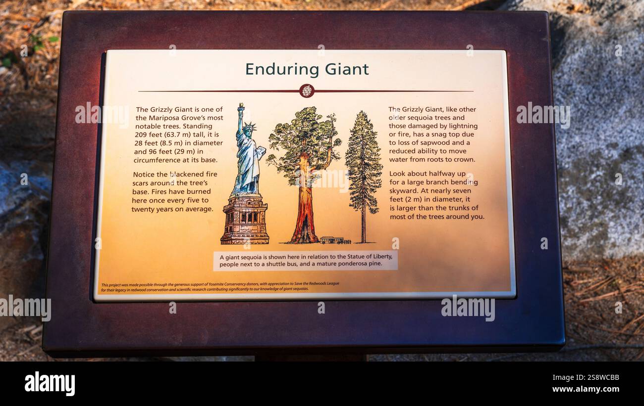 Interpretive sign at the Grizzly Giant Sequoia tree at Mariposa Grove ...
