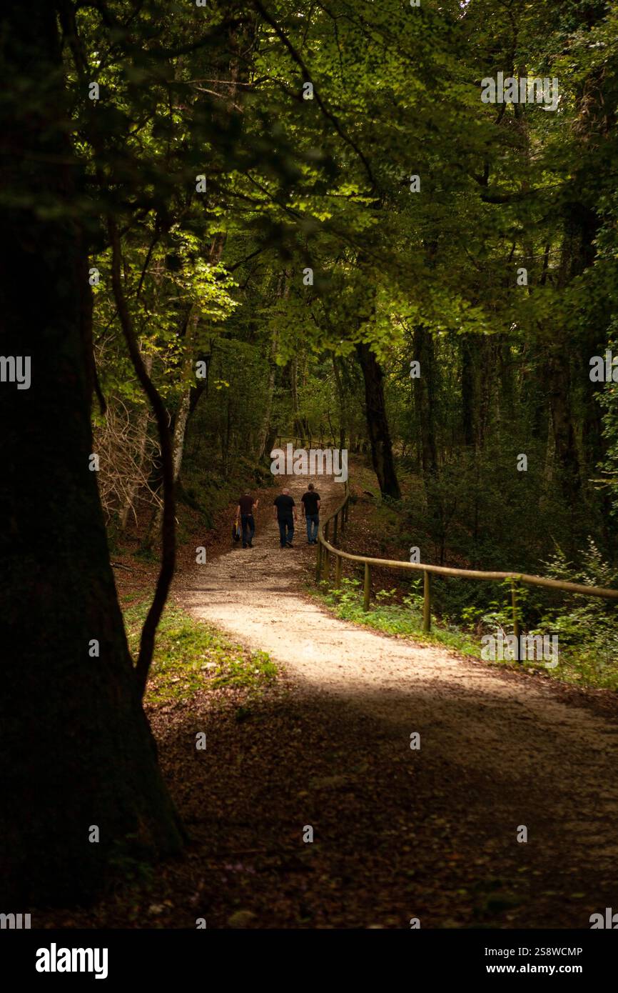A scenic hiking trail through the dark and mysterious Umbra Forest ...