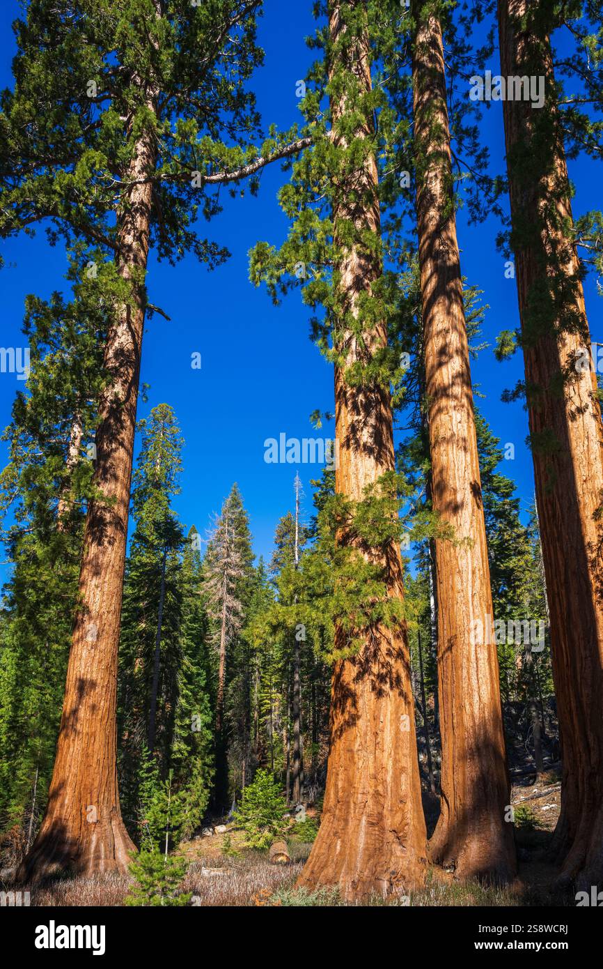 Giant Sequoia trees in the Mariposa Grove, Yosemite National Park ...