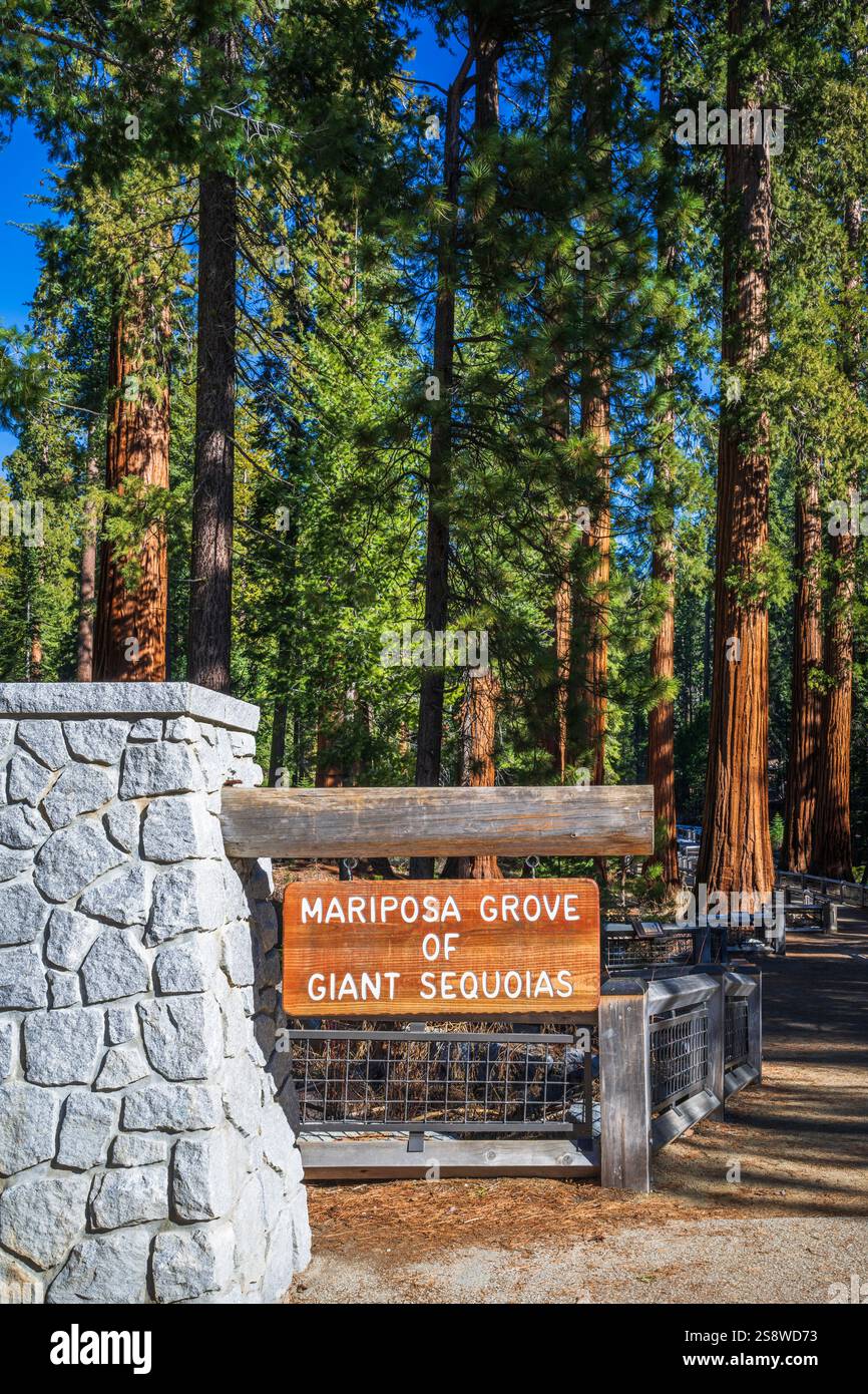 Trail through Giant Sequoia trees in the Mariposa Grove, Yosemite ...