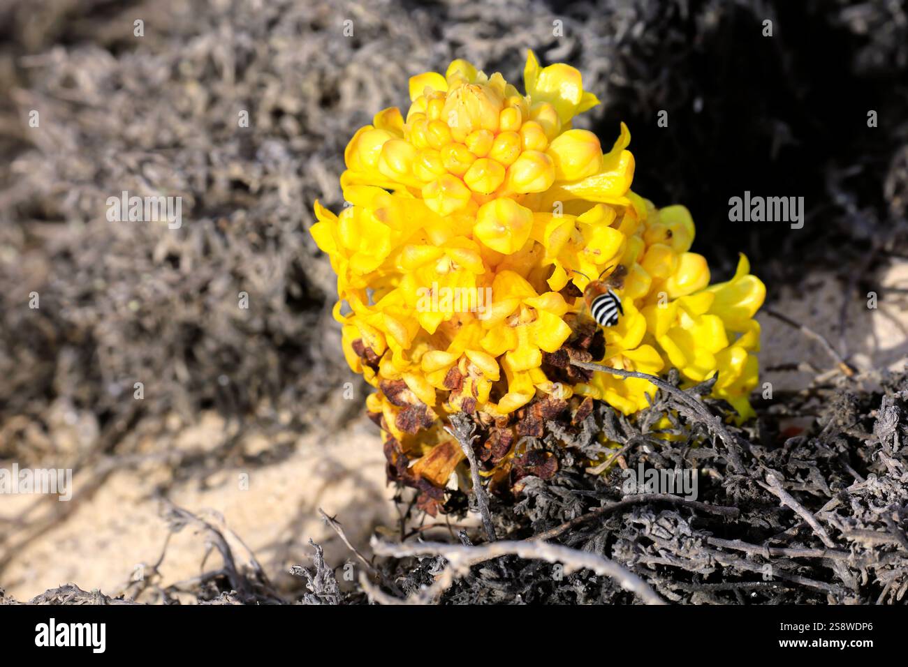 Canary islands Blue-banded bee - Amegilla canifrons - on jopo yellow ...