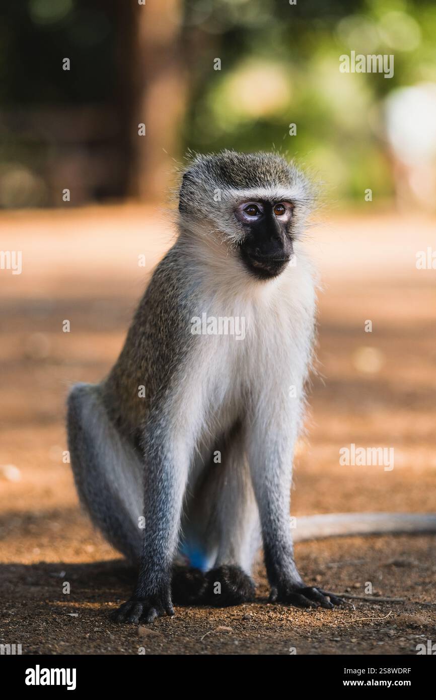 Shallow depth of field photo of an African blue monkey sitting still ...