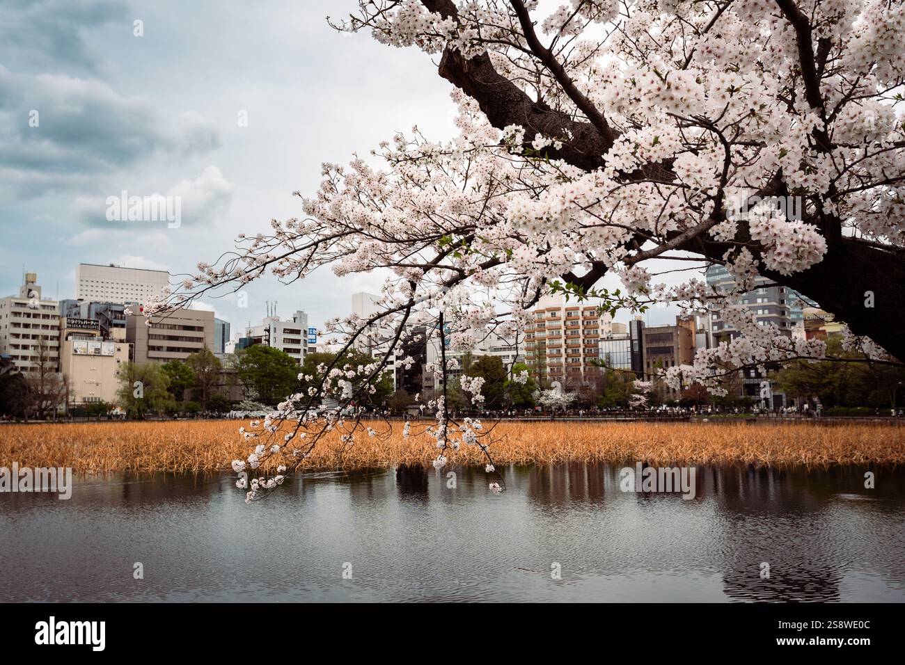 sakura tree blooming in spring in ueno park near a lakeside in Tokyo ...