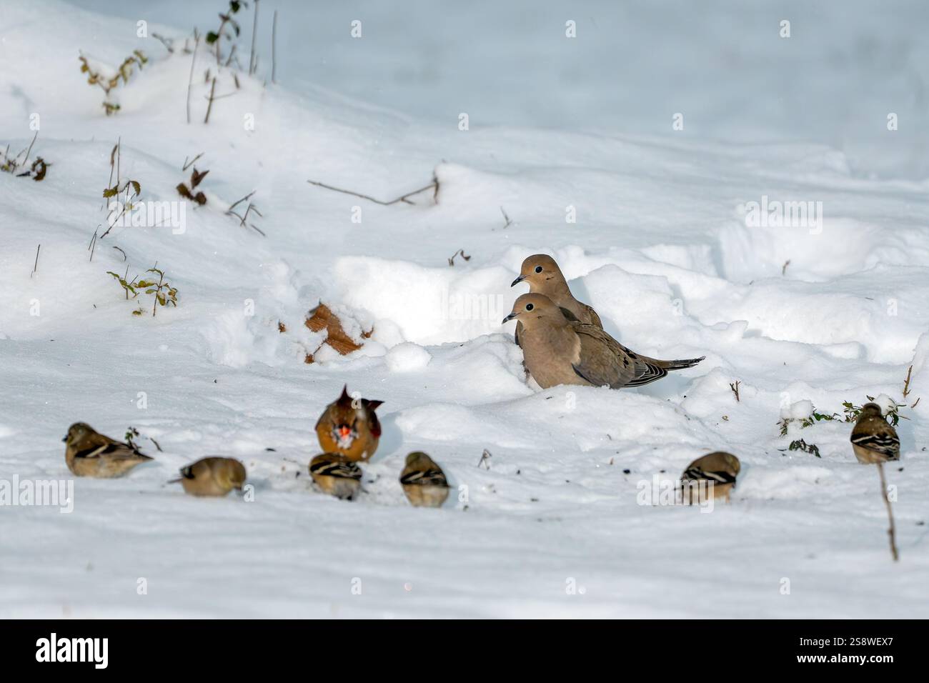 Mourning Dove birds and small songbirds, Finches and Warblers feeding ...