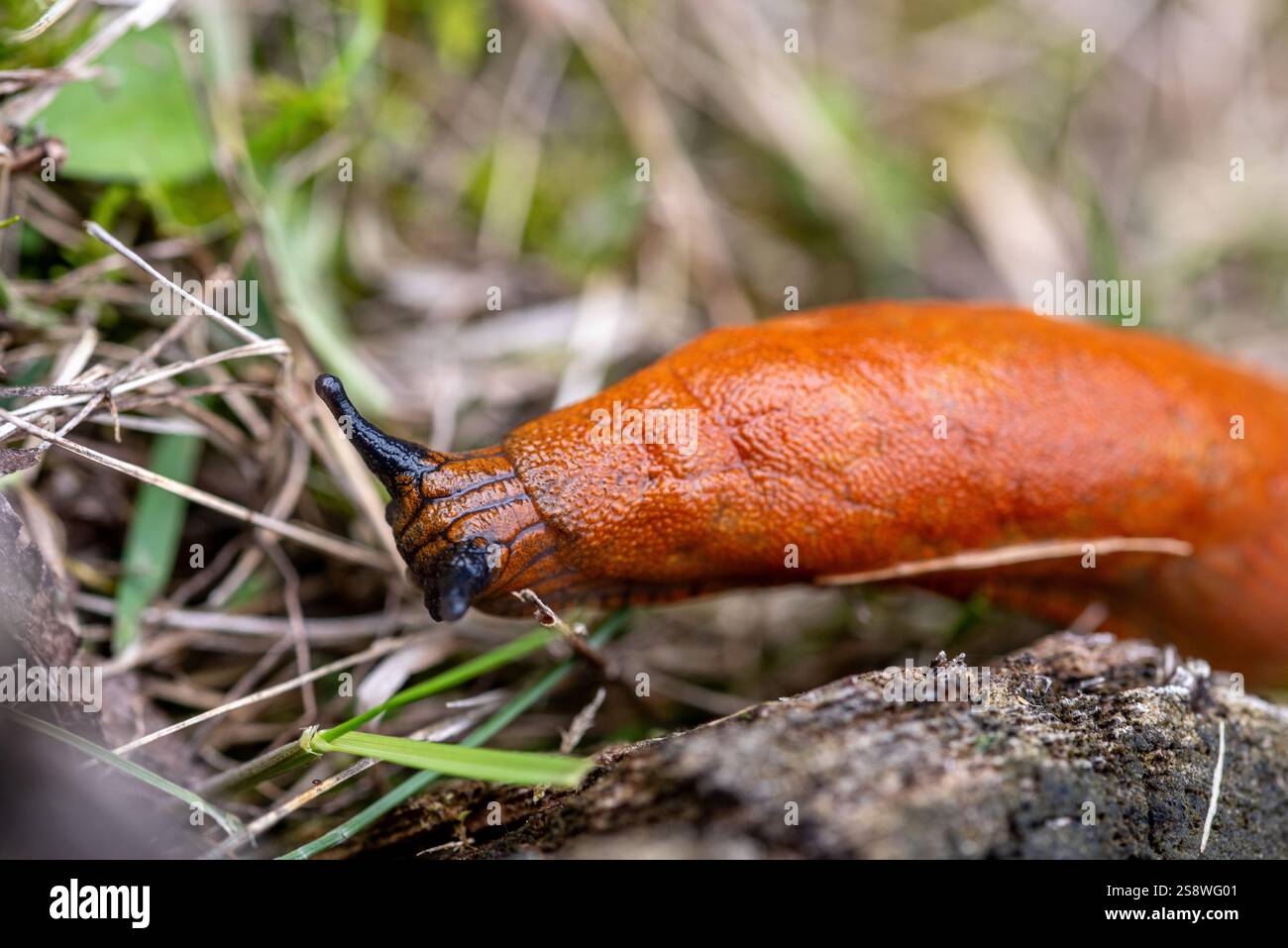 The Spanish slug is an air-breathing land slug, a terrestrial pulmonate ...