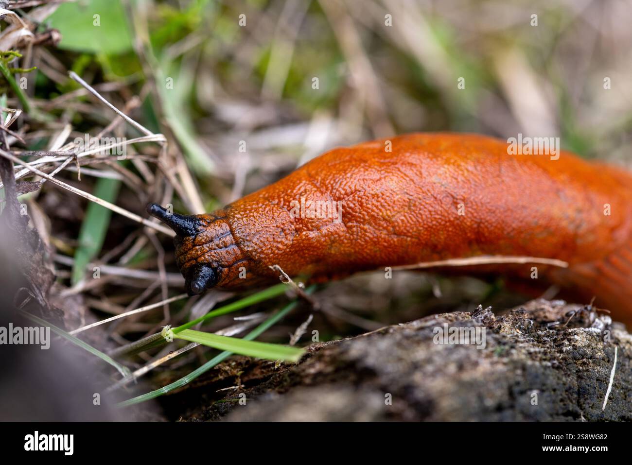 The Spanish slug is an air-breathing land slug, a terrestrial pulmonate ...