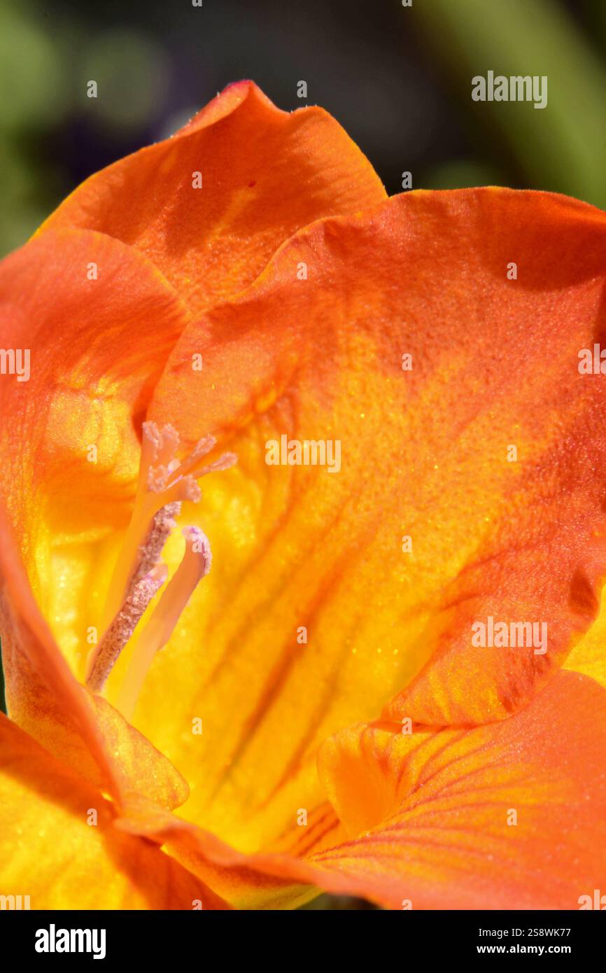 Freesia flower hi-res stock photography and images - Alamy