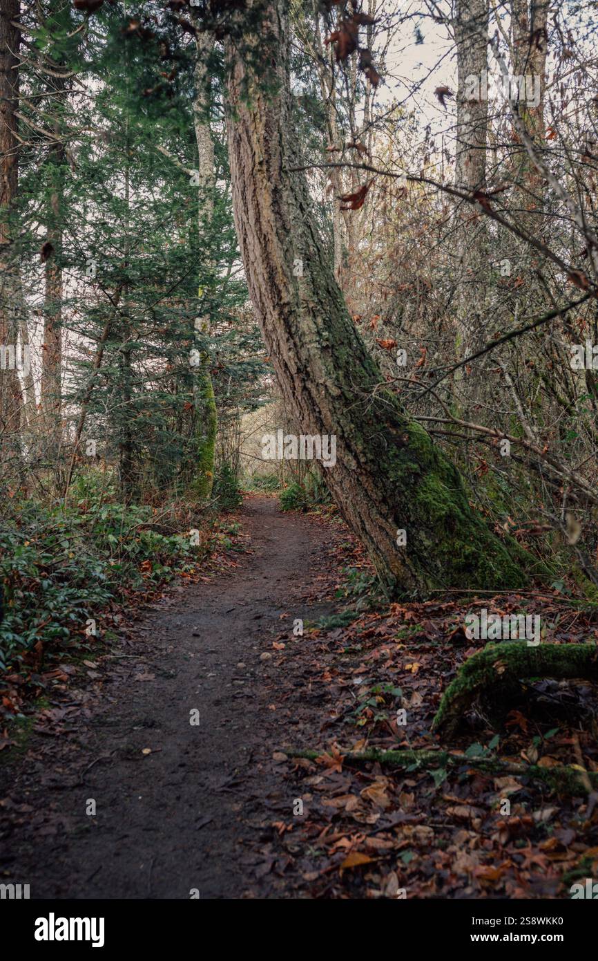 path in forest, woods, Carkeek Park, Seattle Stock Photo - Alamy