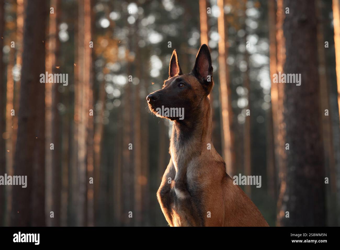 A Belgian Malinois stands tall in a forest as the golden hues of the ...