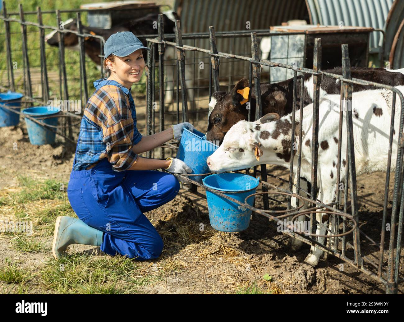 Adult woman giving calves water from bucket Stock Photo - Alamy