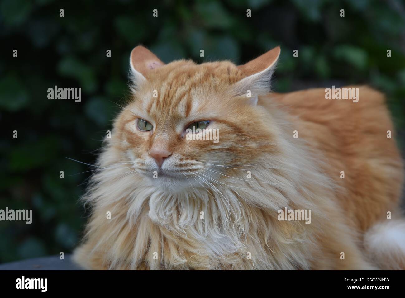 red tabby ginger cat Stock Photo - Alamy