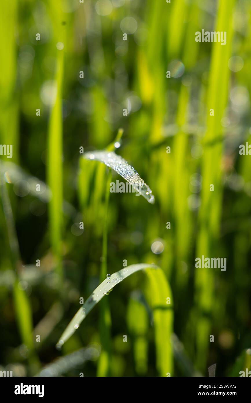 Dew on the grass in the sunny morning with beautiful soft bokeh effect ...