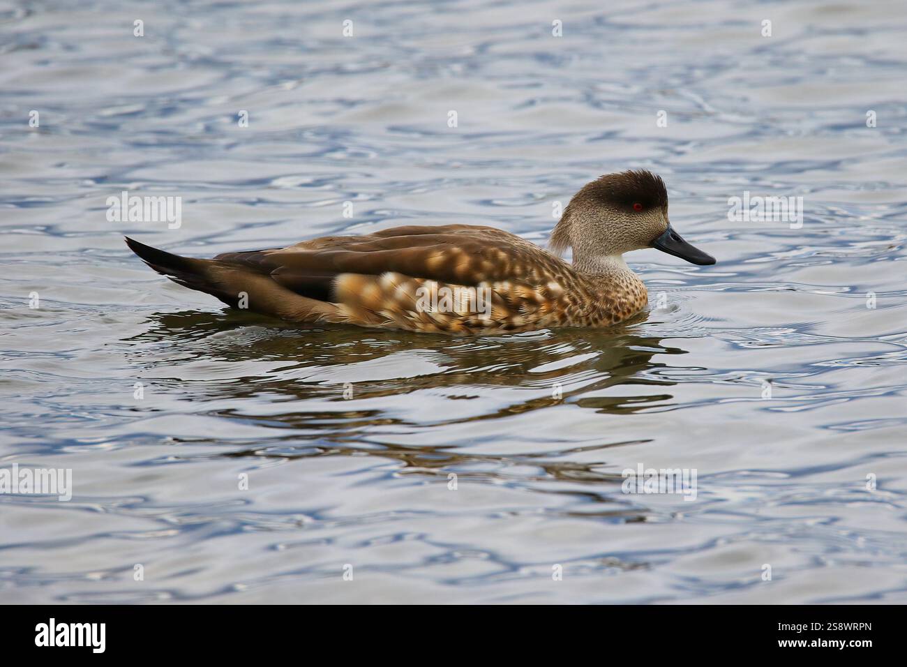 South American crested duck swimming in Puerto Natales in the waters of ...