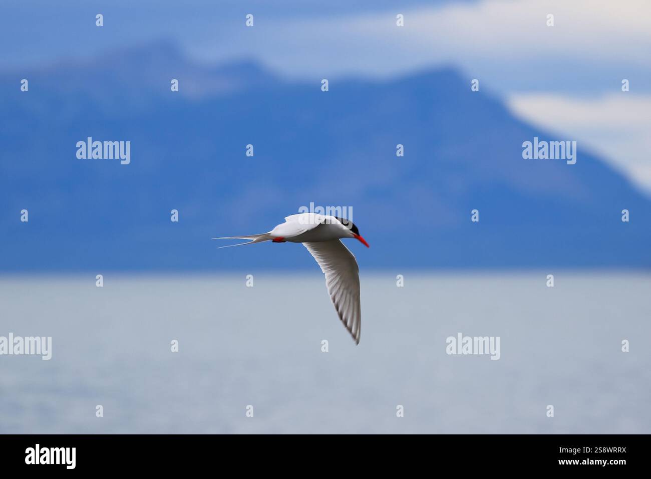 Arctic tern flying over Puerto Natales during the austral summer in ...