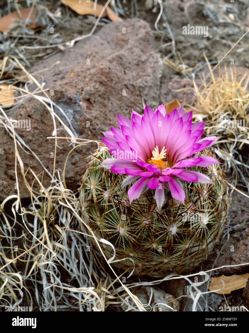 Coryphantha genus hi-res stock photography and images - Alamy