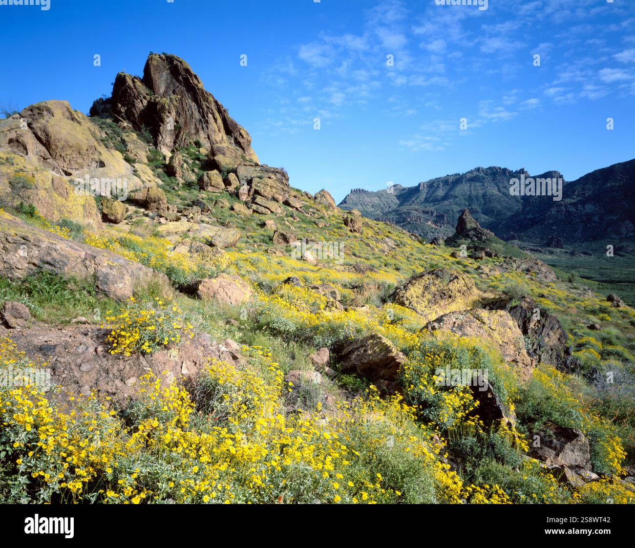 Spring season finds Brittle bush or Encelia farinosa covering the ...