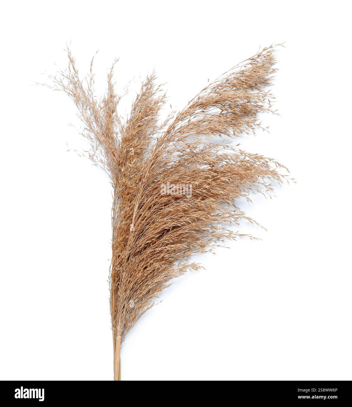 Pampas grass isolated on Cut Out Stock Images & Pictures - Alamy