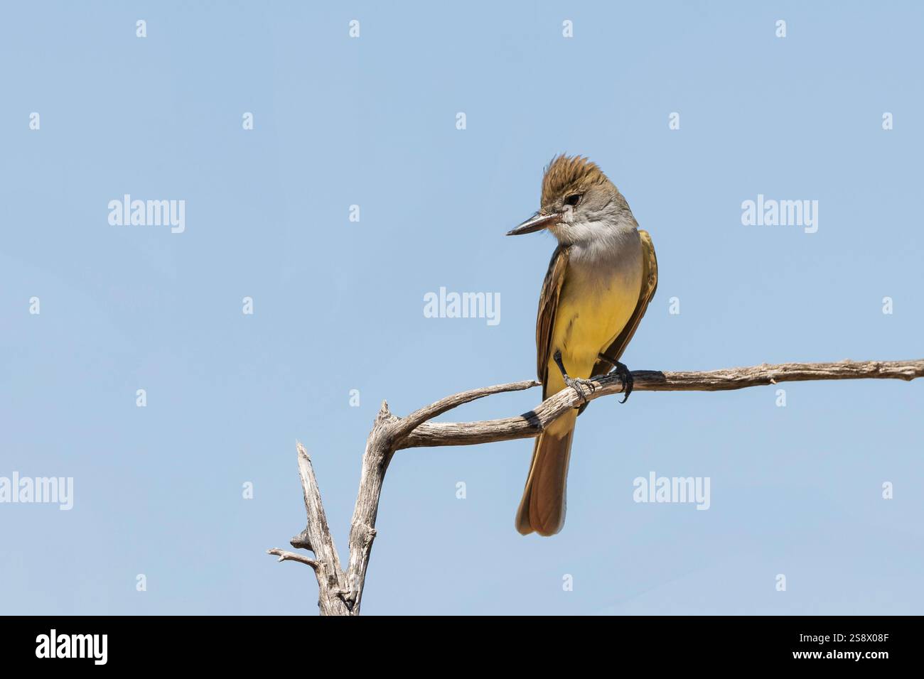 American flycatcher hi-res stock photography and images - Alamy