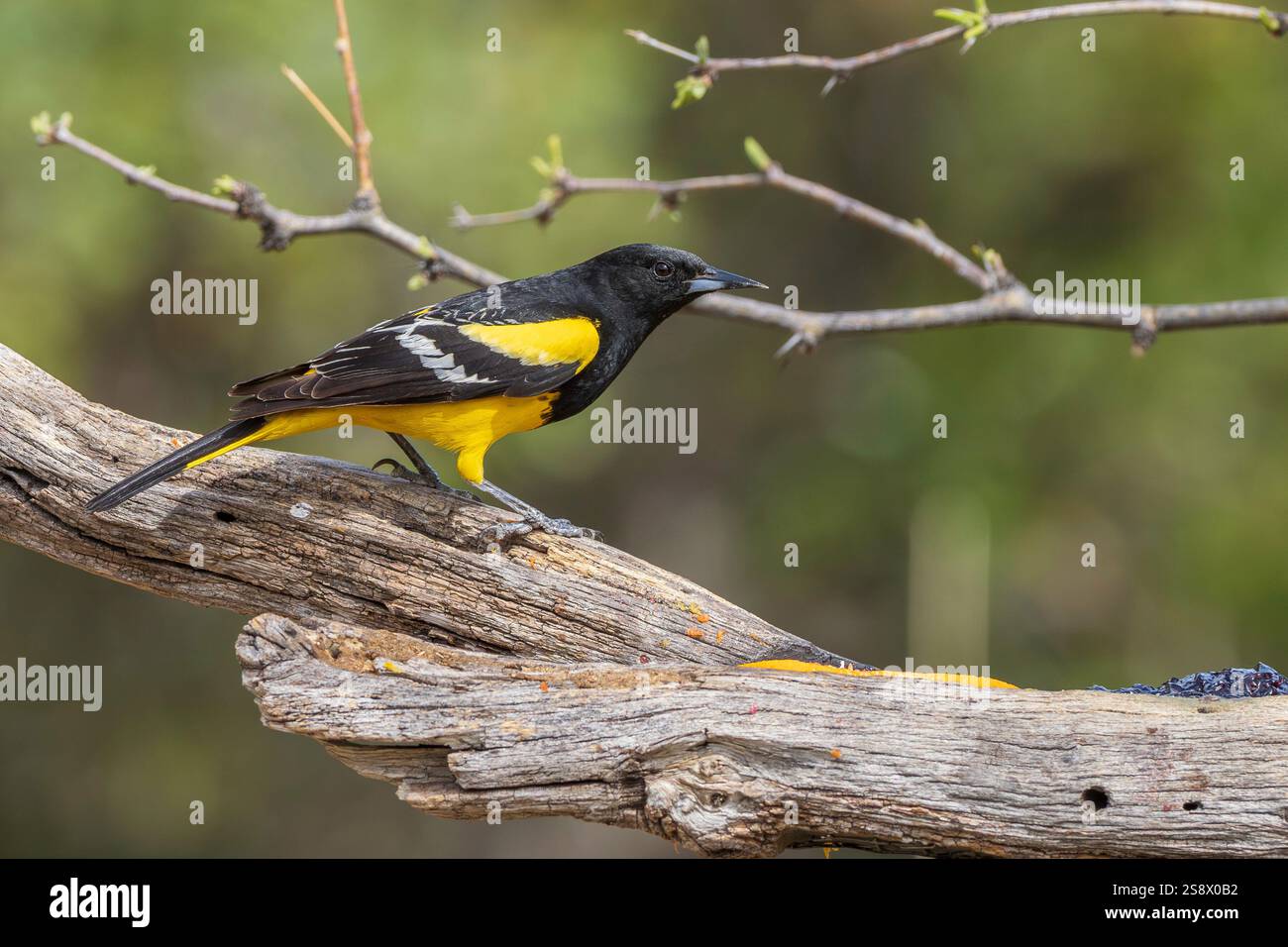 Scott's Oriole Male in Southern Arizona Stock Photo - Alamy