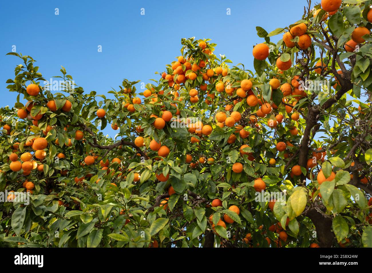 Orange trees, Marbella, Spain: Plaza de los Naranjos (orange tree ...