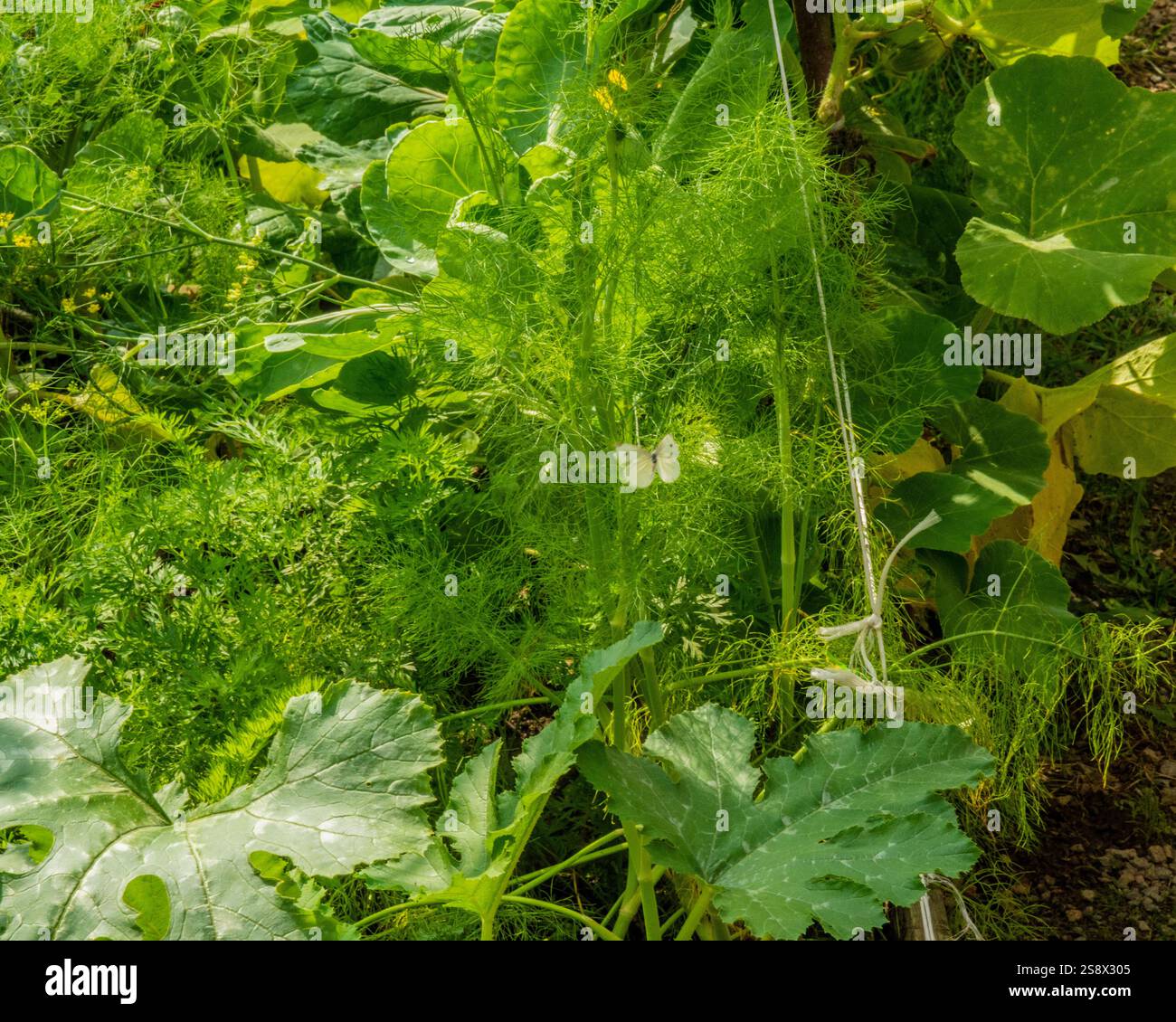 If you supply vegetable garden every year with fresh compost one can ...