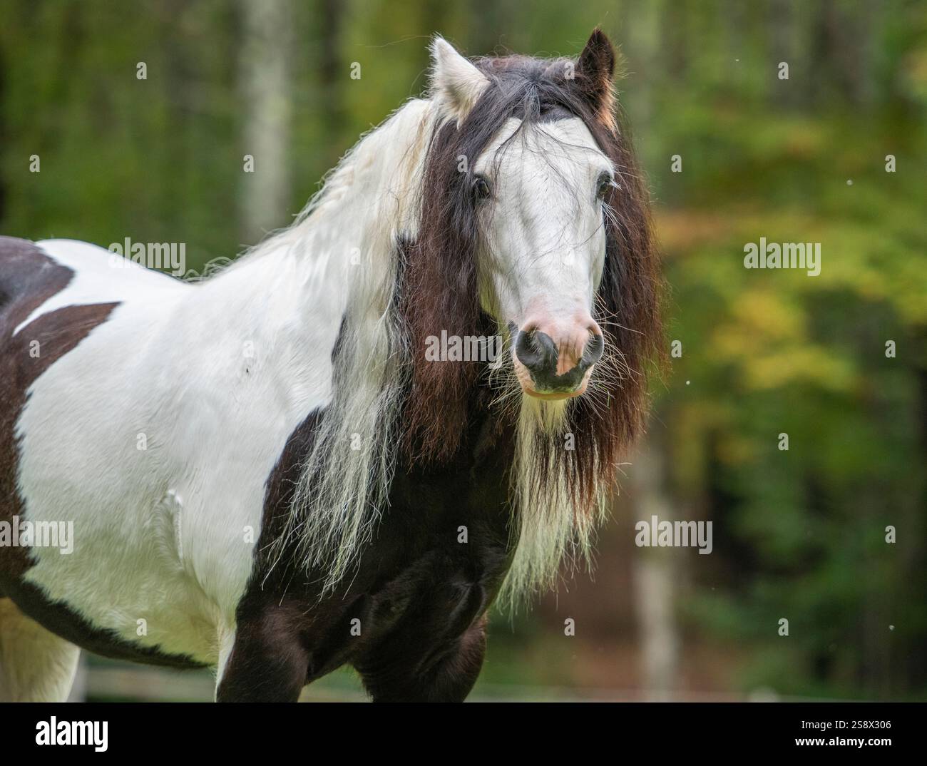 Gypsy Vanner Horse stallion PORTRAIT Stock Photo - Alamy