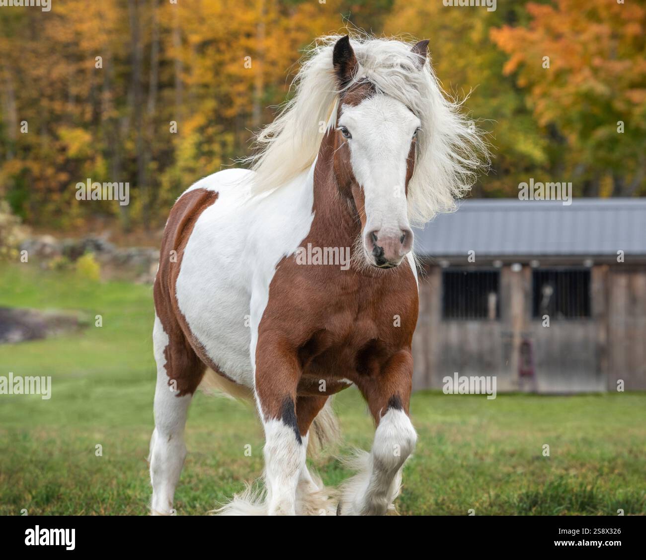 Gypsy Vanner Horse gelding wiith barn behind Stock Photo - Alamy