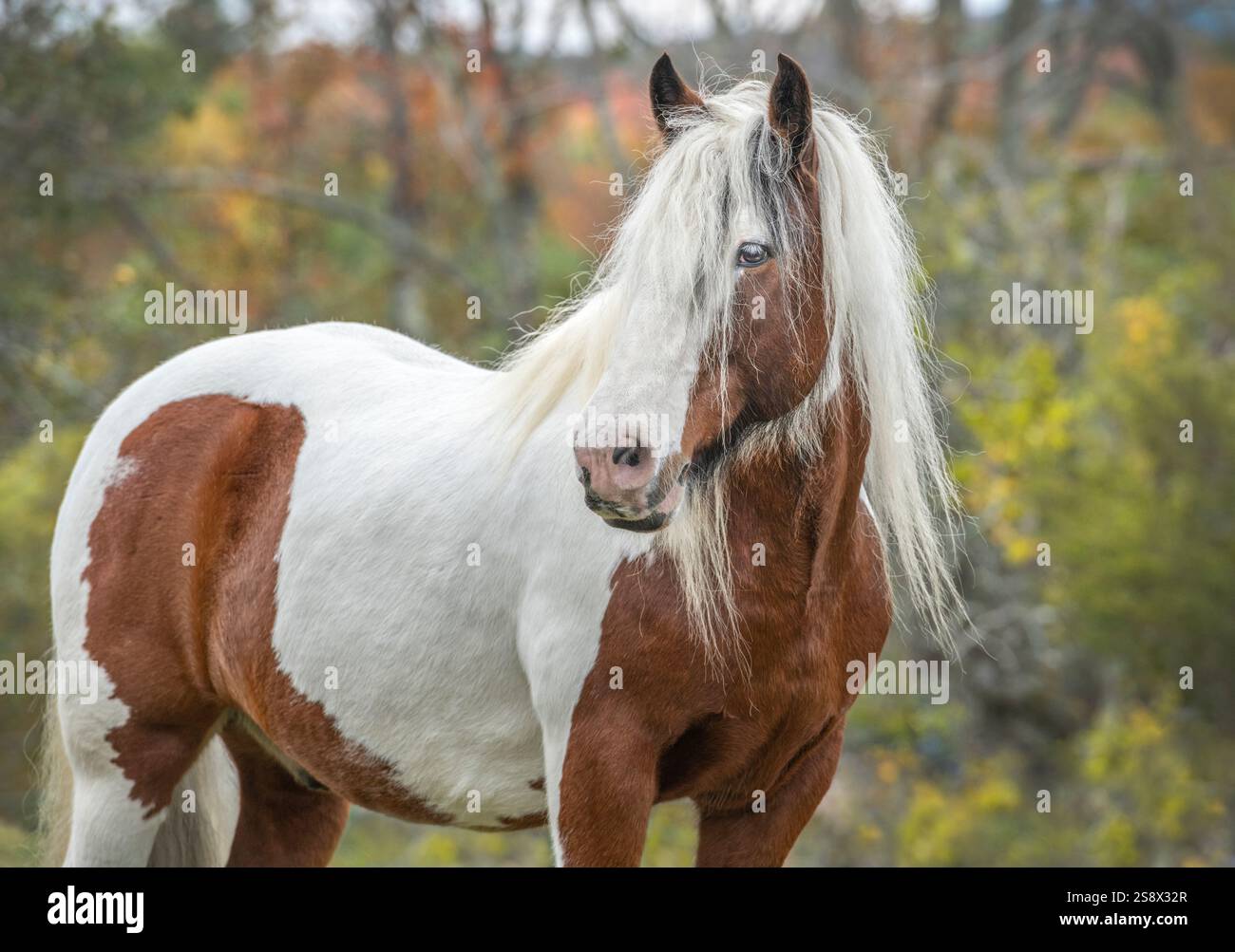 Gypsy Vanner Horse gelding portrait Stock Photo - Alamy