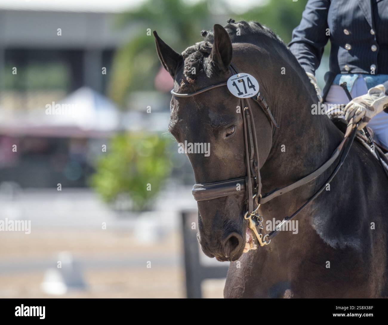 Warmblood horse shown at formal dressage competition Stock Photo - Alamy