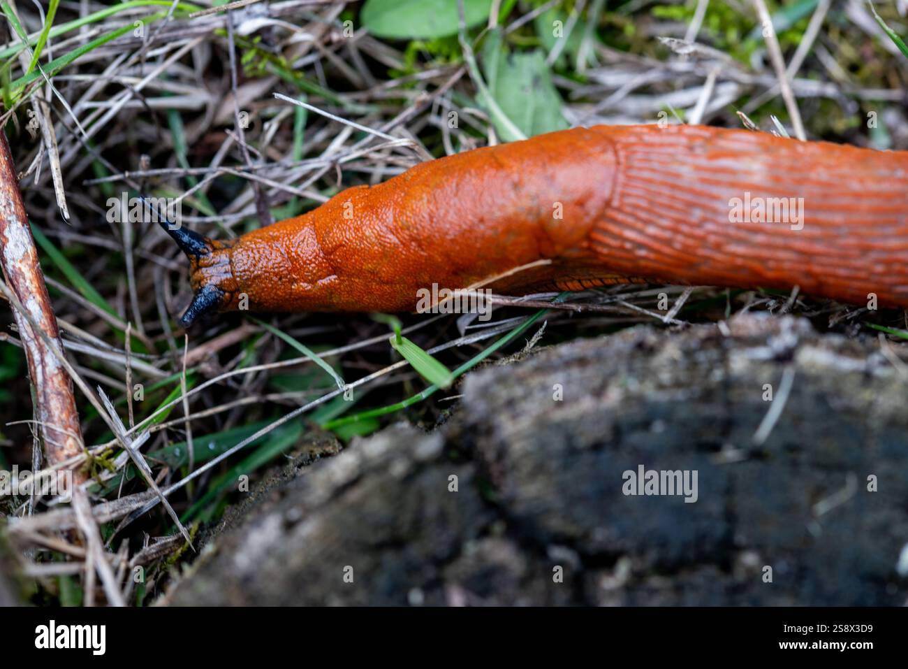 The Spanish slug is an air-breathing land slug, a terrestrial pulmonate ...