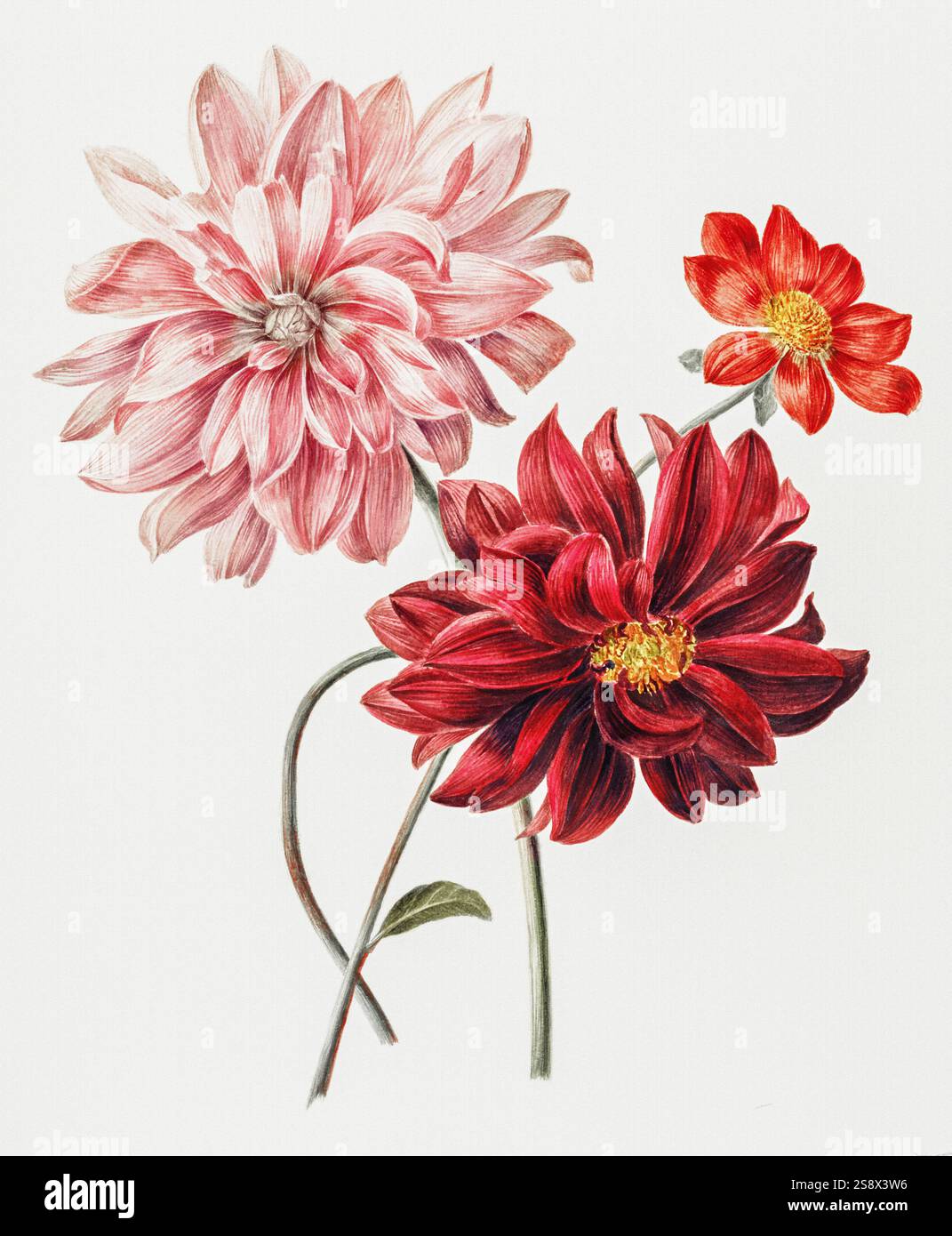 Dahlias by Willem Hekking (I) (1806 –1862). Image slightly texturized ...