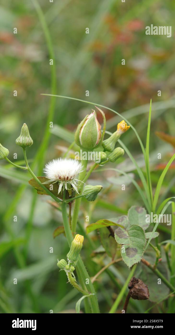 Stages of Wildflower Growth: A Beautiful Blend of Buds, Blooms, and ...