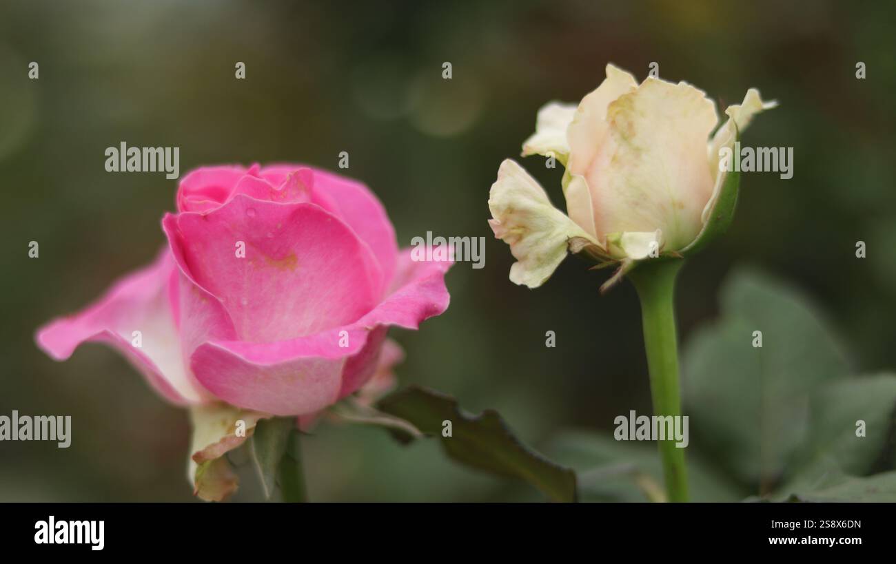 Harmony of Two Roses: A Delicate Dance of Pink and White Stock Photo ...