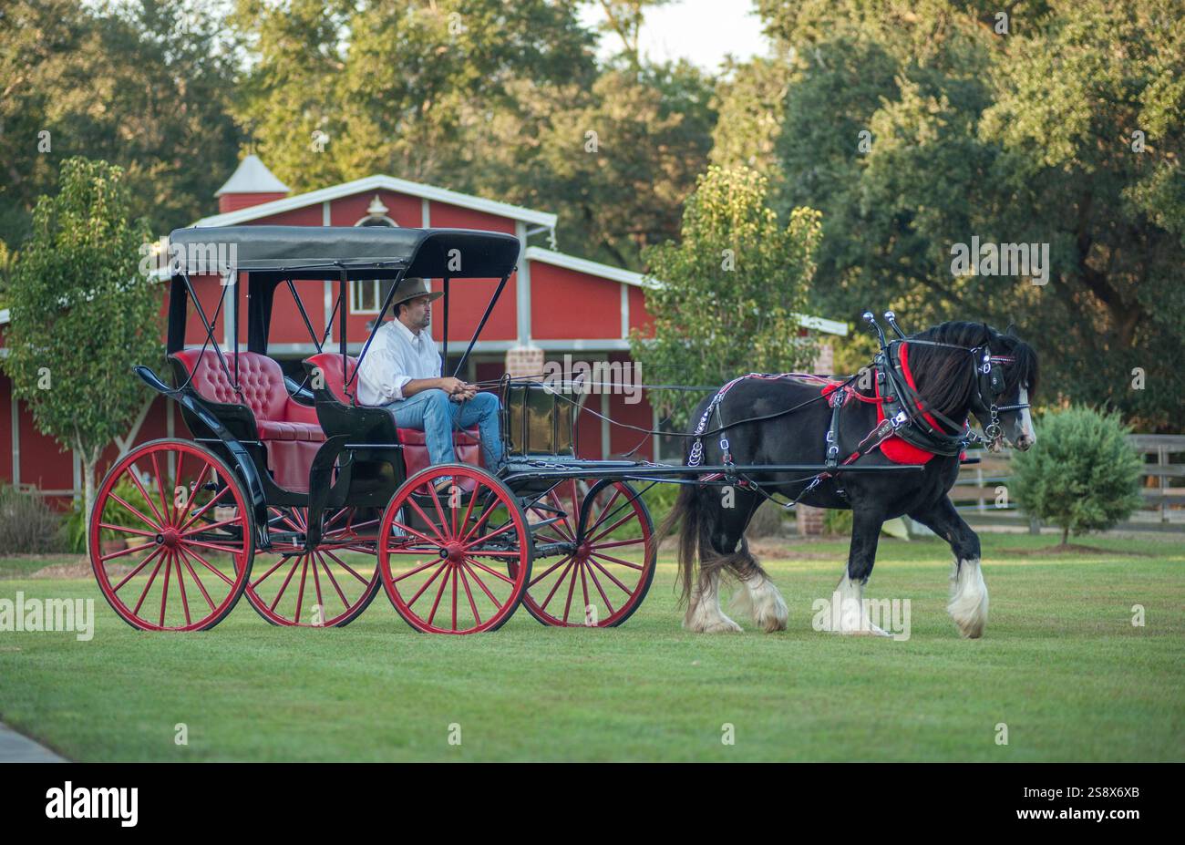 Man driving Gypsy Vanner Horse pulling carraige Stock Photo - Alamy