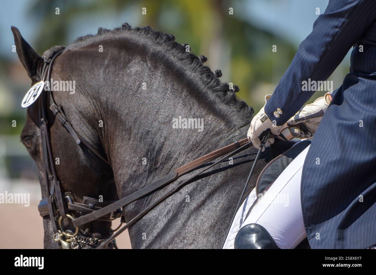 Gloved hand holding riding crop at equestrian dressage competition ...