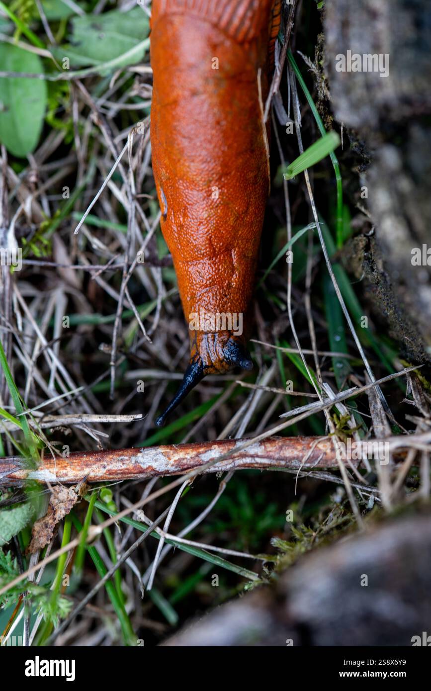 The Spanish slug is an air-breathing land slug, a terrestrial pulmonate ...