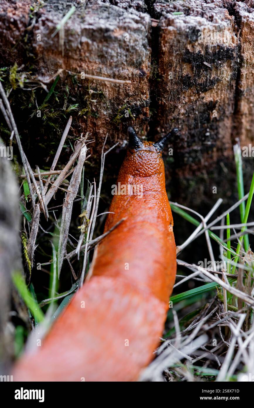The Spanish slug is an air-breathing land slug, a terrestrial pulmonate ...