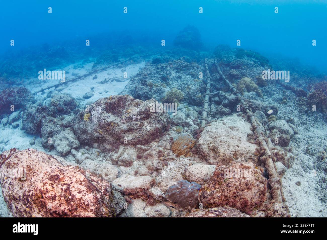 TransPacific undersea communication cables on the ocean floor off the ...