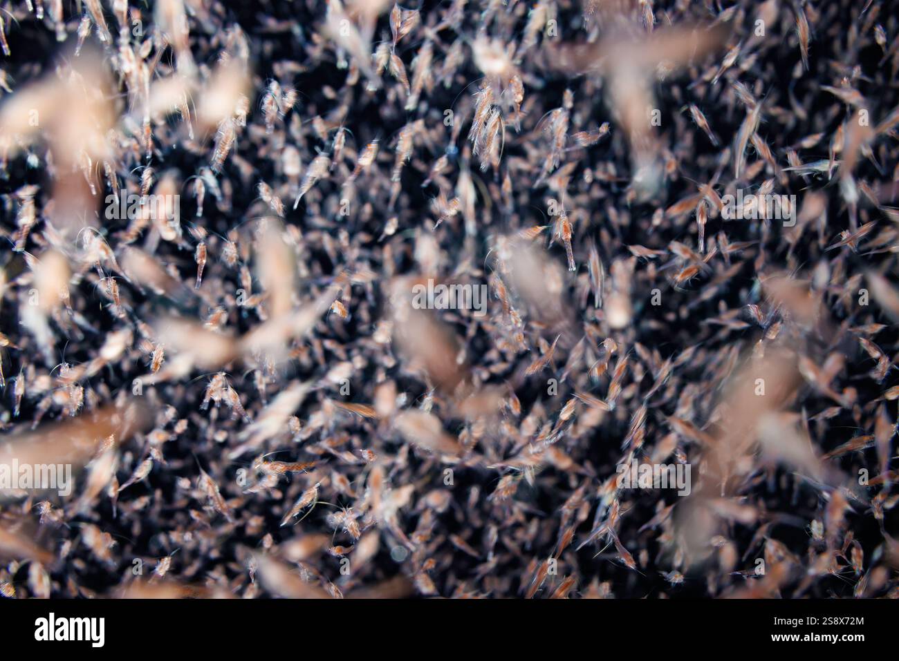 At night plankton is attracted to lights; where this mass is pictured ...