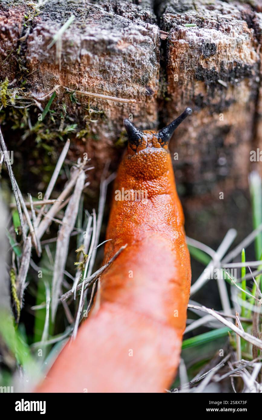 The Spanish slug is an air-breathing land slug, a terrestrial pulmonate ...