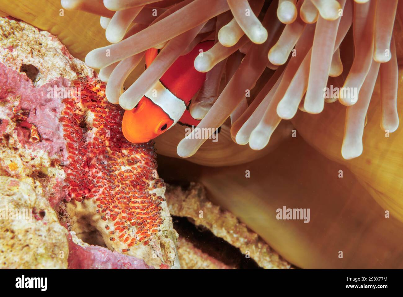 This Western clownfish, Amphiprion ocellaris, is guarding eggs laid on ...