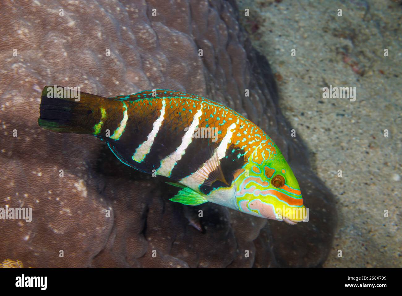 The barred thicklip wrasse, Hemigymnus fasciatus, is also known as a ...