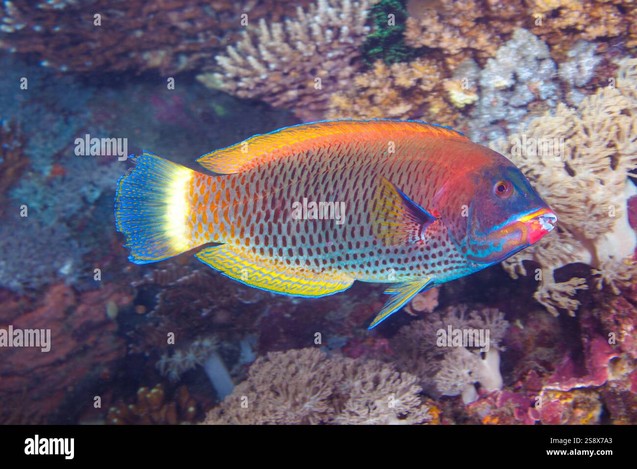 The chiseltooth wrasse, Pseudodax mollucanus, reaches ten inches in ...