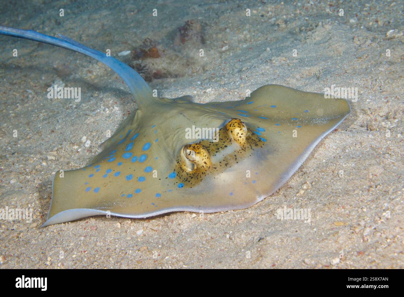 The blue-spotted stingray, Neotrygon kuhlii, is also known as Kuhl's maskray, blue-spotted ...
