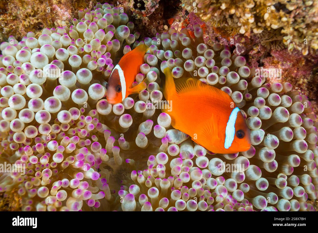 The endemic Fiji clownfish, Amphiprion barberi, is a color variant of ...