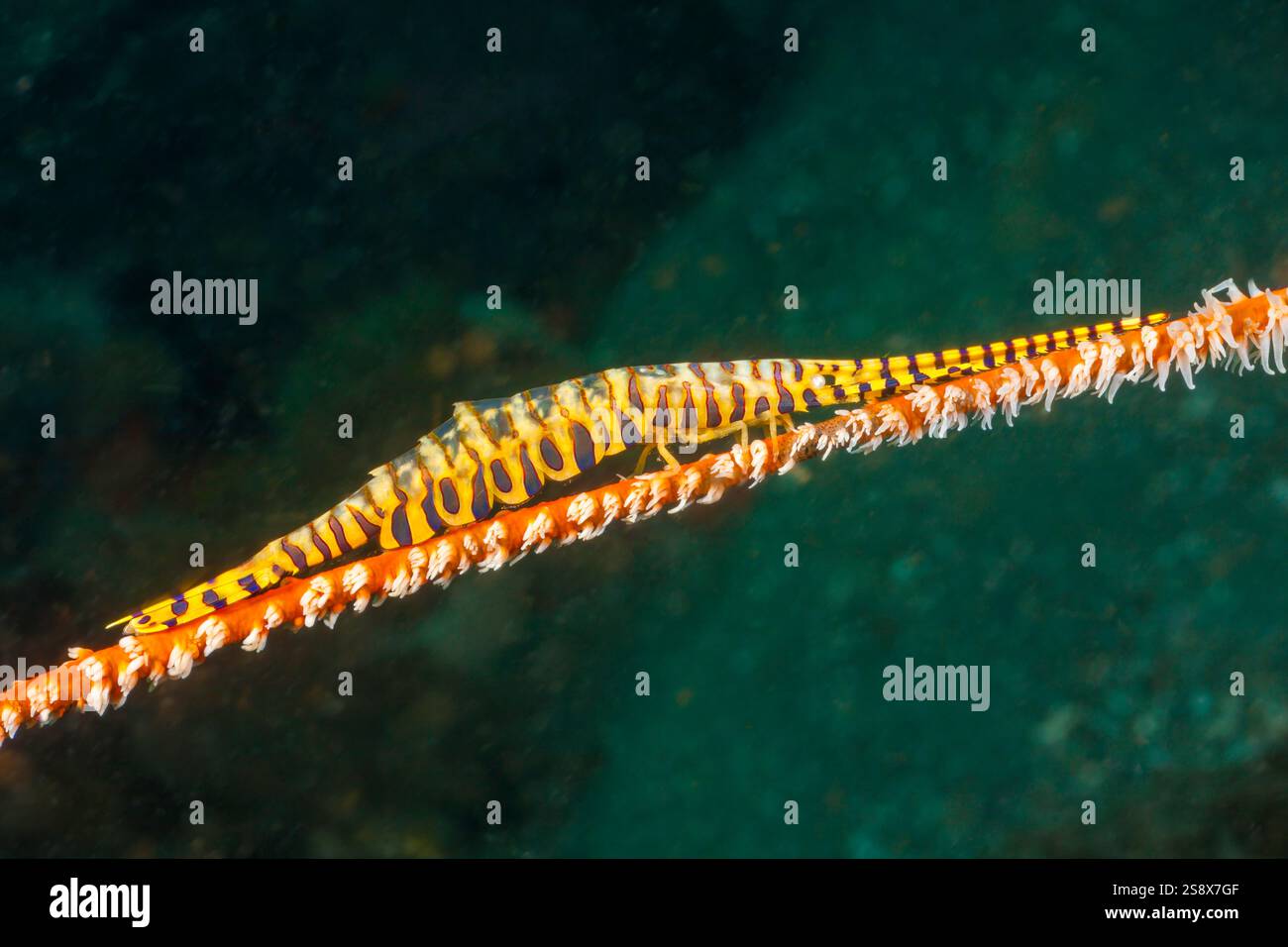 The gorgonian shrimp, Tozeuma armatum, is a type of shrimp with ...